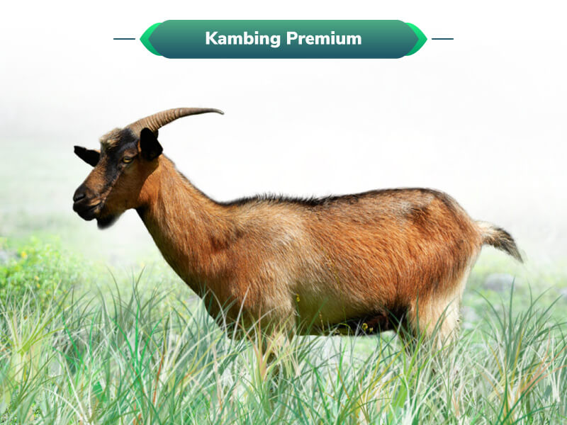 Jual Kambing Qurban Berkualitas & Sesuai Syarat Qurban | Tokopedia Salam