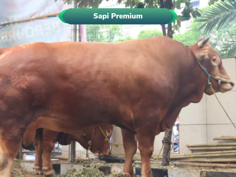 Jual Sapi Qurban Berkualitas & Sesuai Syarat Qurban | Tokopedia Salam